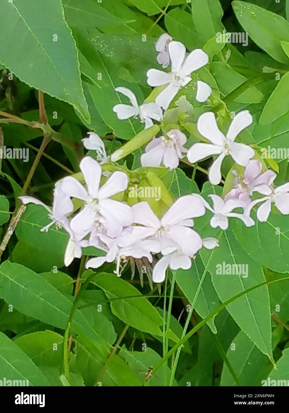 common soapwort (Saponaria officinalis) Plantae Stock Photo - Alamy