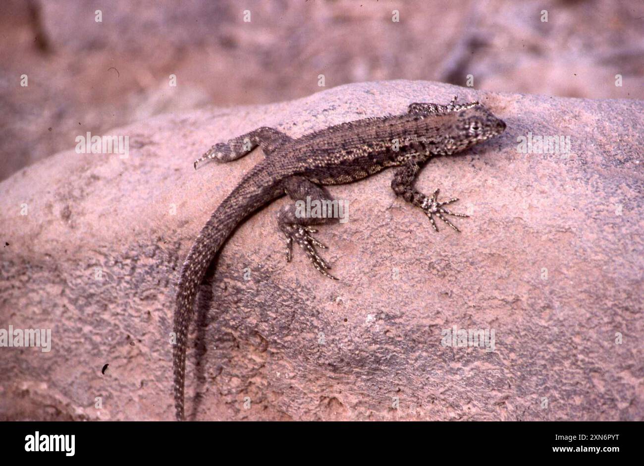 Santa Fe Lava Lizard (Microlophus barringtonensis) Reptilia Stock Photo ...