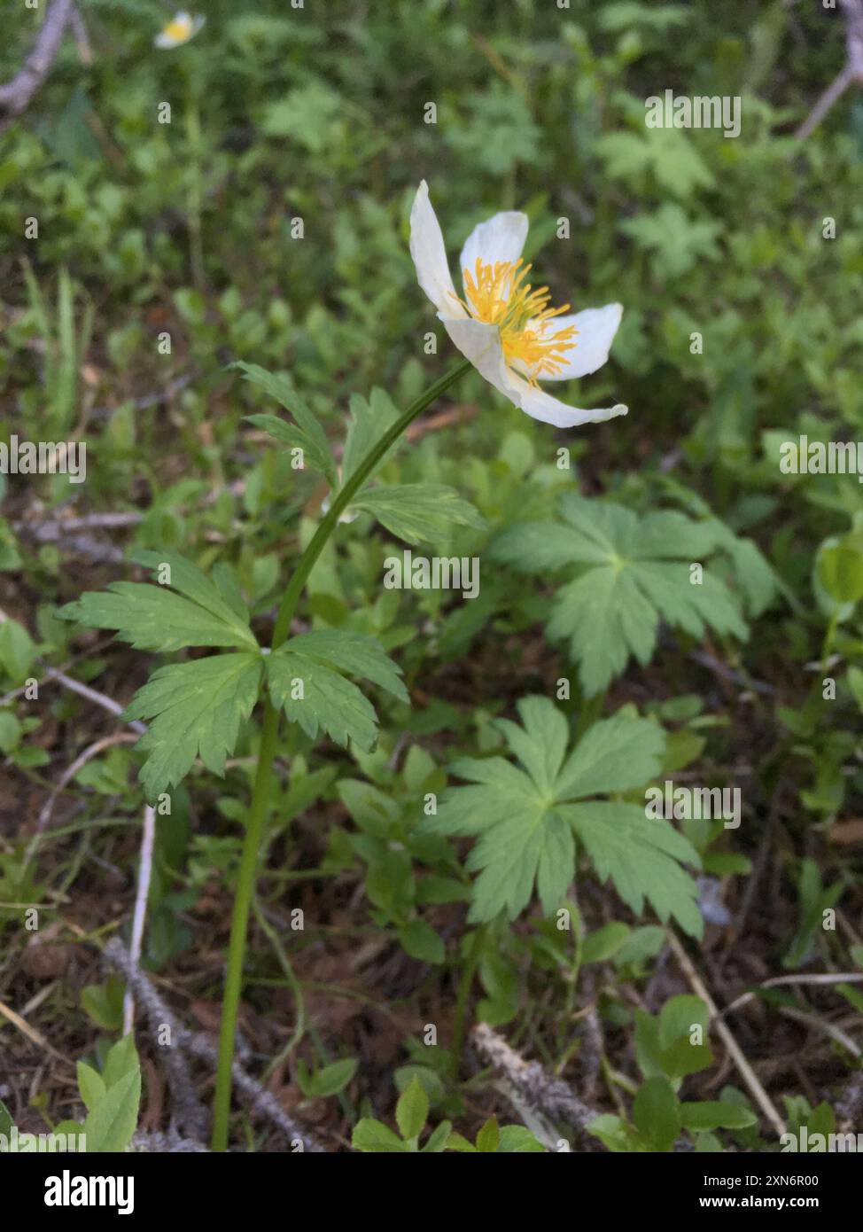 White Globeflower (Trollius laxus albiflorus) Plantae Stock Photo - Alamy