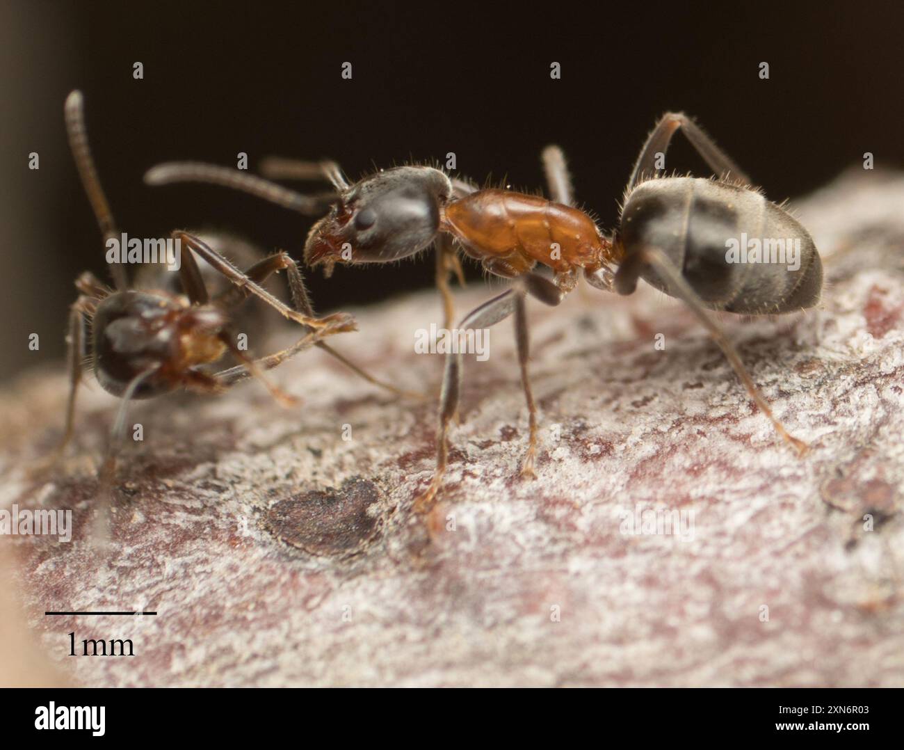 Western Velvety Tree Ant (Liometopum occidentale) Insecta Stock Photo ...