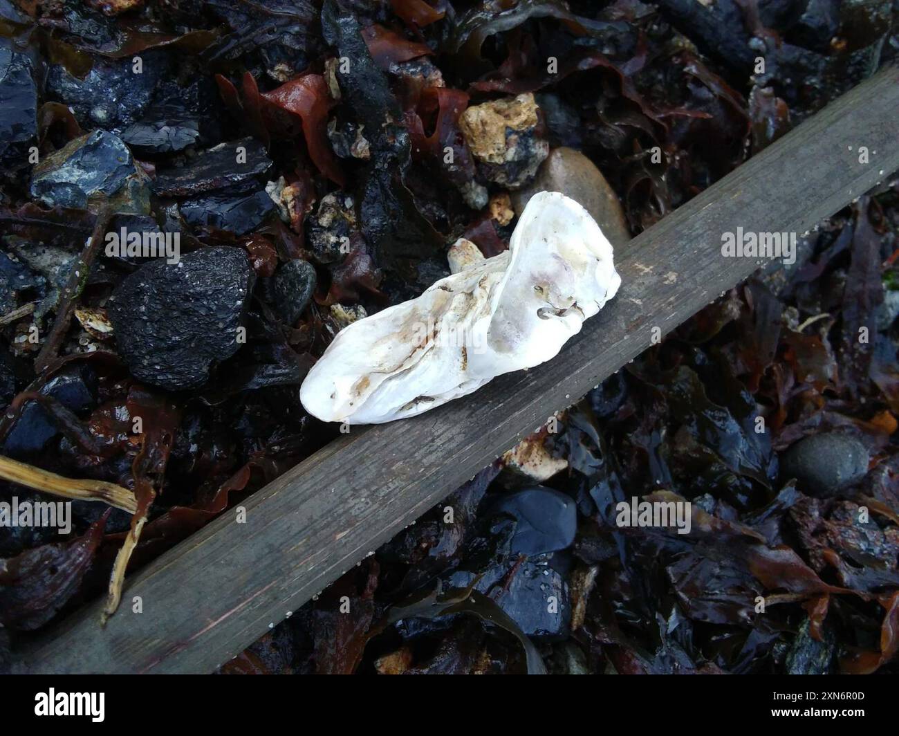 Eastern Oyster (Crassostrea virginica) Mollusca Stock Photo - Alamy
