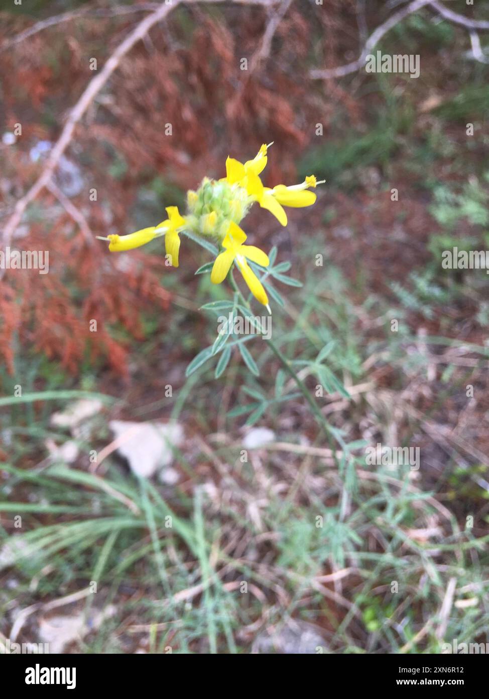 Golden dalea hi-res stock photography and images - Alamy