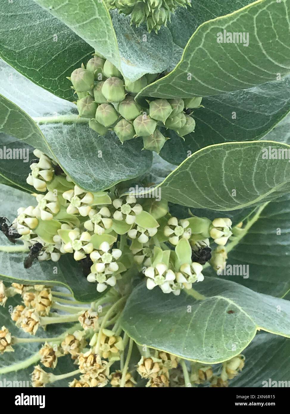 broadleaf milkweed (Asclepias latifolia) Plantae Stock Photo - Alamy