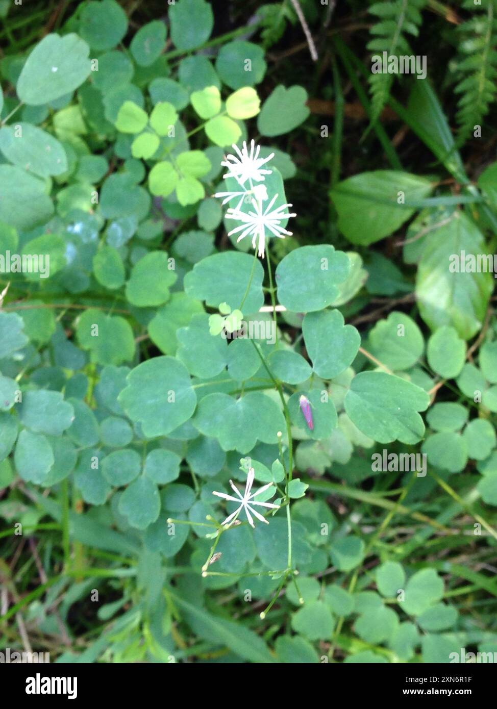 tall meadow-rue (Thalictrum pubescens) Plantae Stock Photo - Alamy