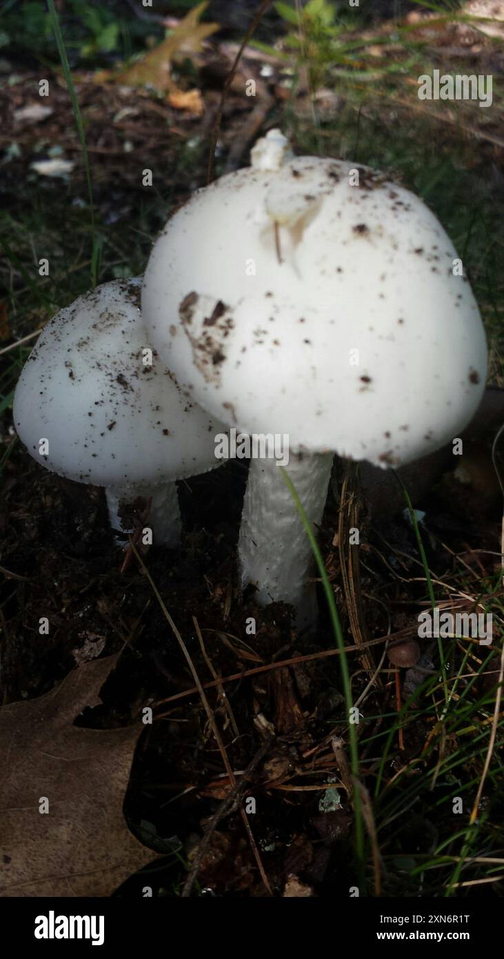 Eastern North American Destroying Angel (Amanita bisporigera) Fungi ...