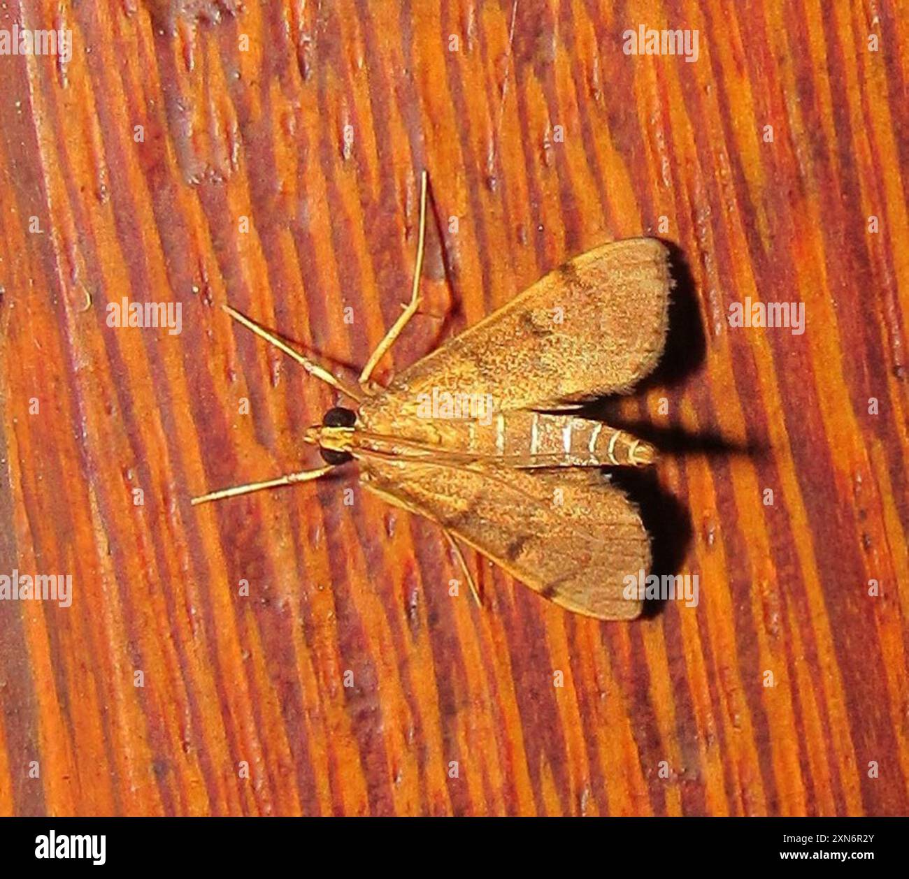 Bean-leaf Webworm Moth (Omiodes indicata) Insecta Stock Photo - Alamy