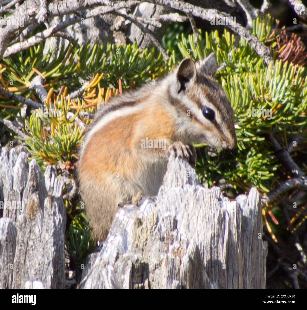 Western Chipmunks (Neotamias) Mammalia Stock Photo - Alamy