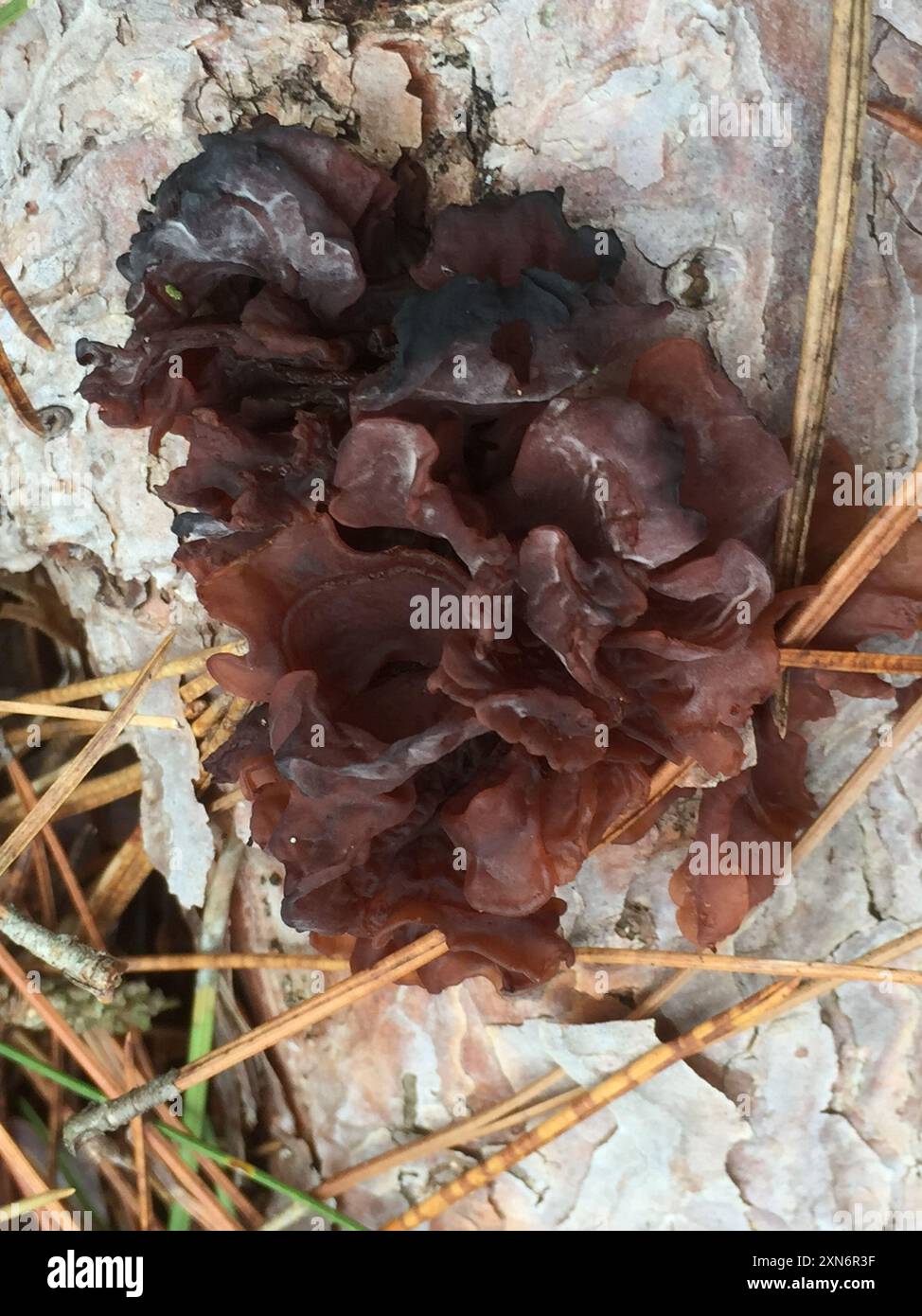 Leafy Brain (Phaeotremella foliacea) Fungi Stock Photo - Alamy