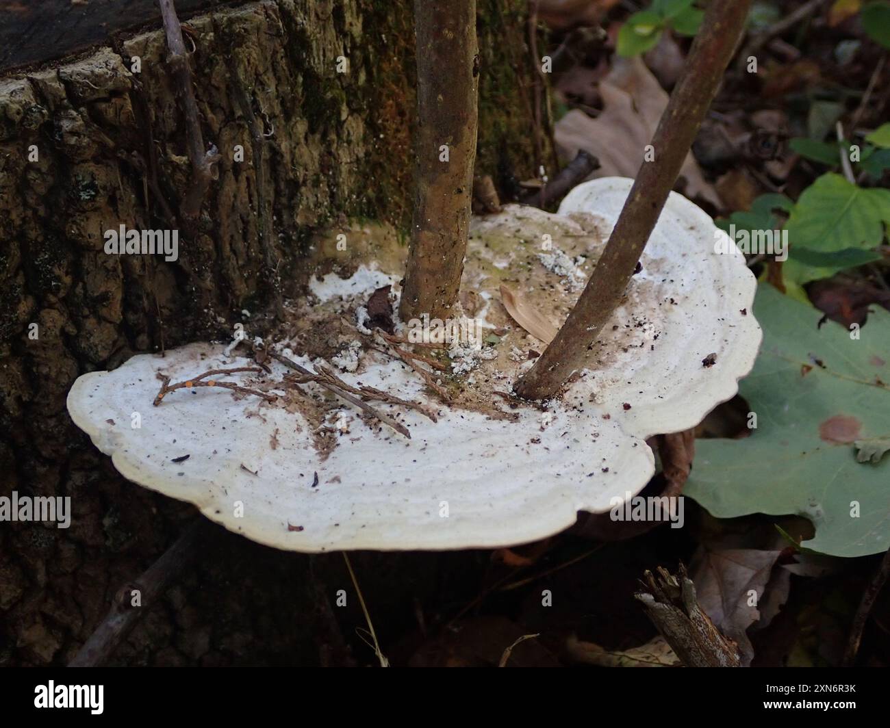 Lumpy Bracket (Trametes gibbosa) Fungi Stock Photo - Alamy
