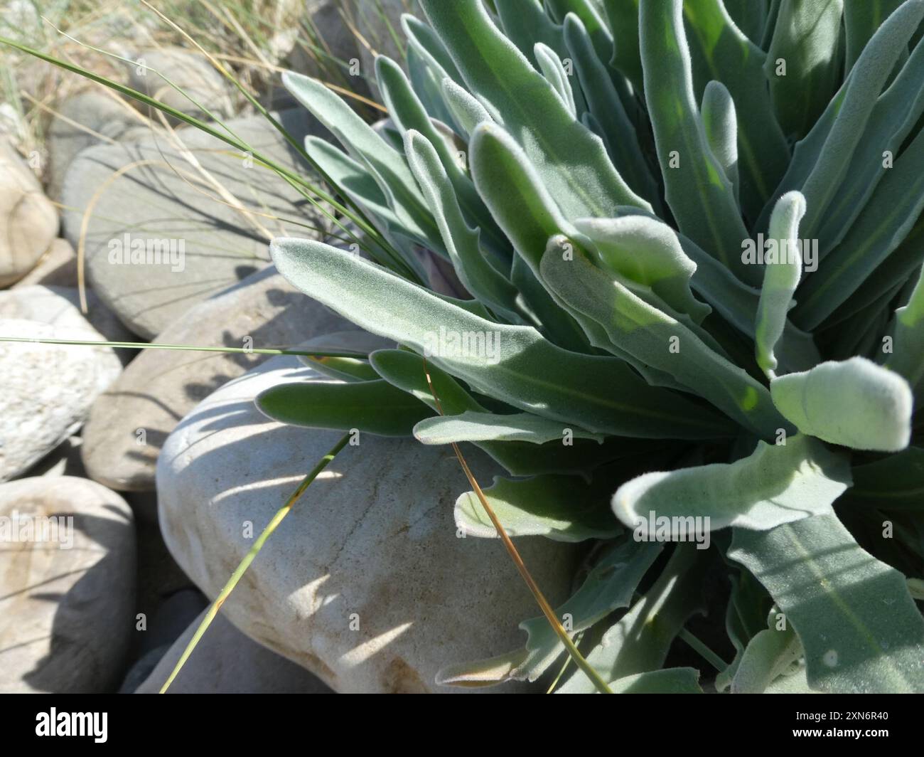 Sea Stock (Matthiola sinuata) Plantae Stock Photo - Alamy