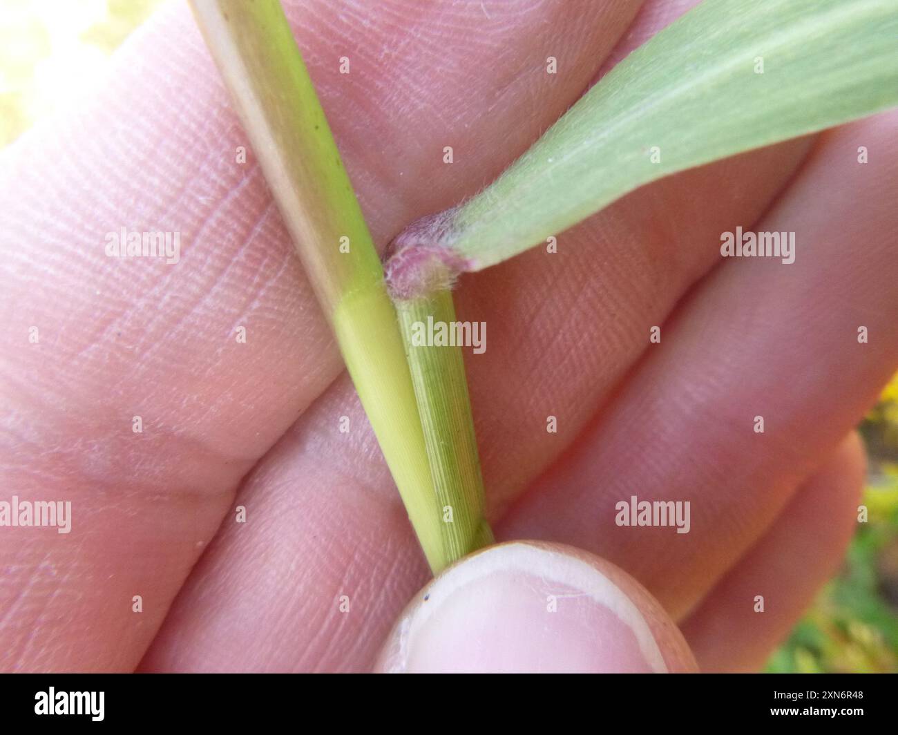 purpletop tridens (Tridens flavus) Plantae Stock Photo - Alamy