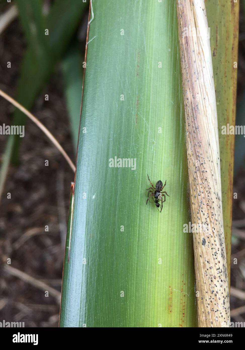 Grey House Spider (Badumna longinqua) Arachnida Stock Photo - Alamy