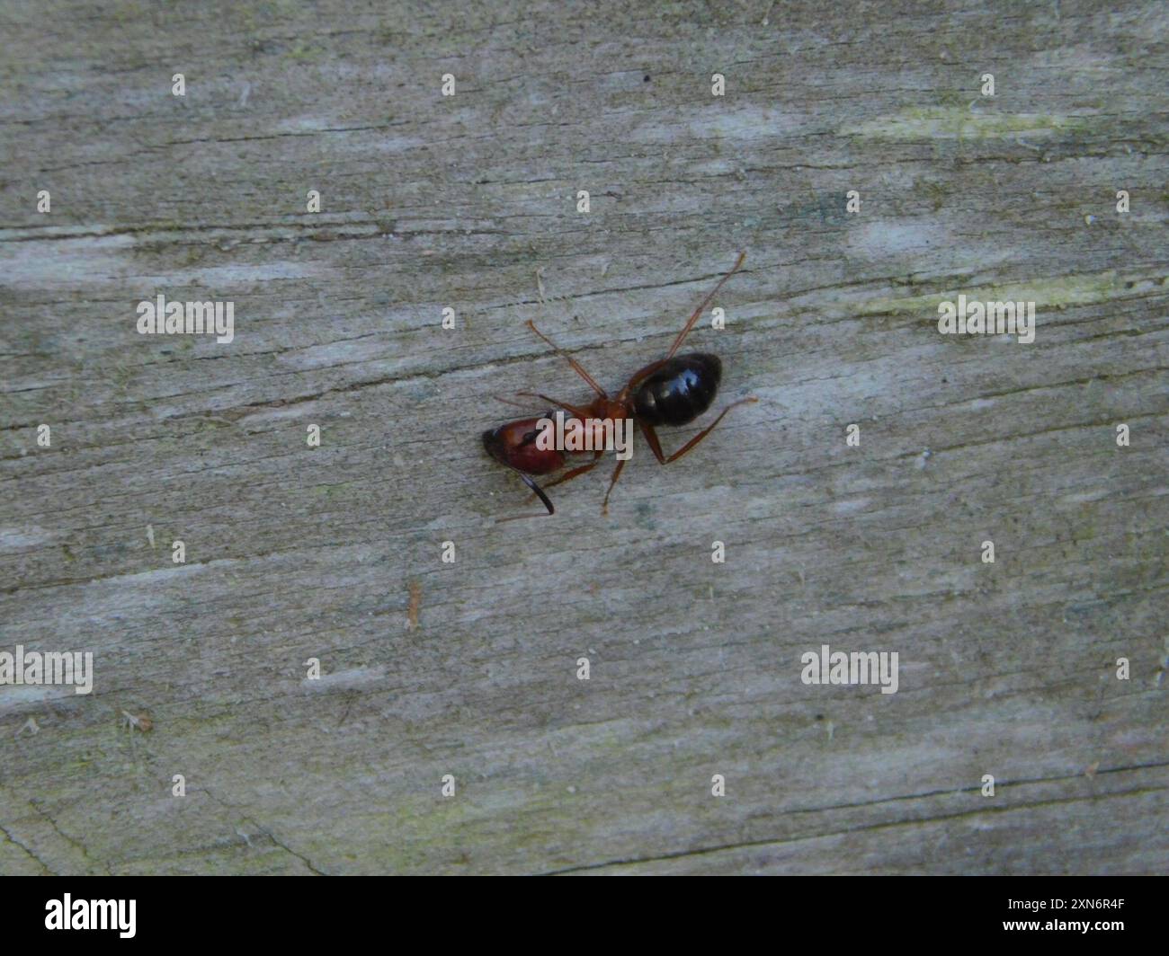 Florida Carpenter Ant (Camponotus floridanus) Insecta Stock Photo - Alamy