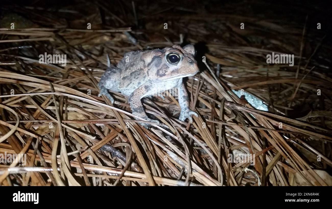 Southern Toad (Anaxyrus terrestris) Amphibia Stock Photo - Alamy