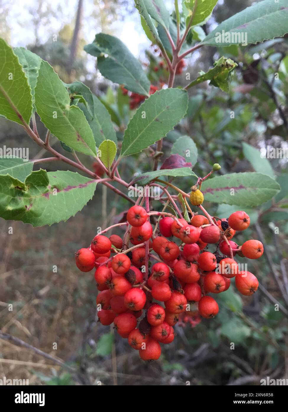 Toyon (Heteromeles arbutifolia) Plantae Stock Photo - Alamy