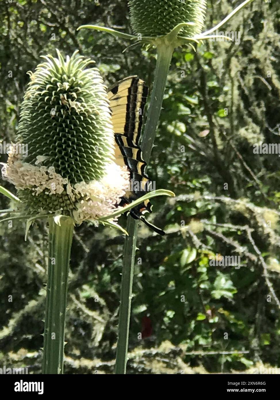 Western Tiger Swallowtail (Papilio rutulus) Insecta Stock Photo - Alamy