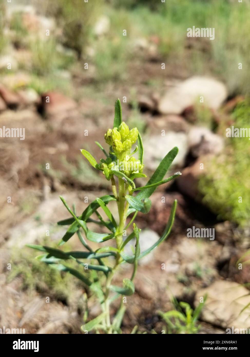 Yellow Rabbitbrush (Chrysothamnus viscidiflorus) Plantae Stock Photo ...