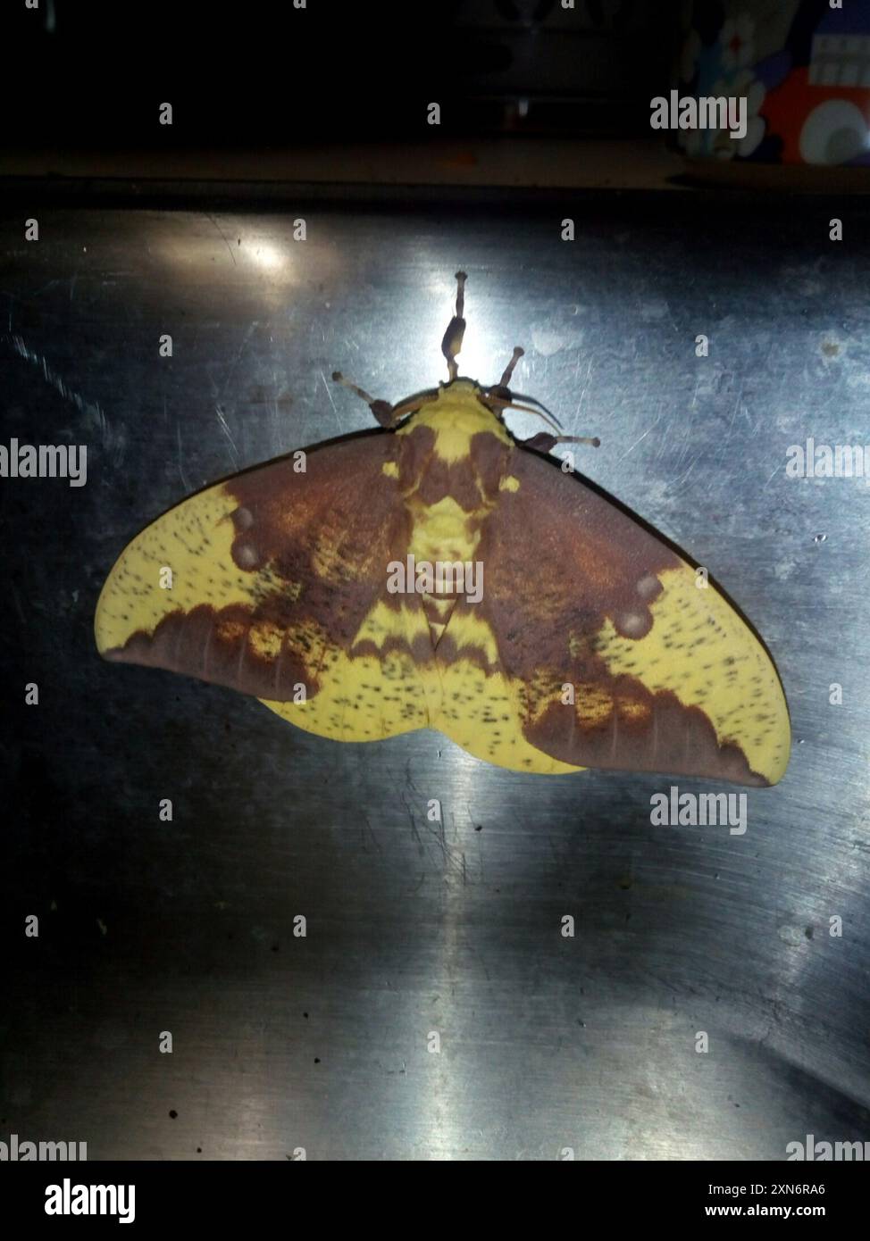 Imperial Moth (Eacles imperialis) Insecta Stock Photo - Alamy