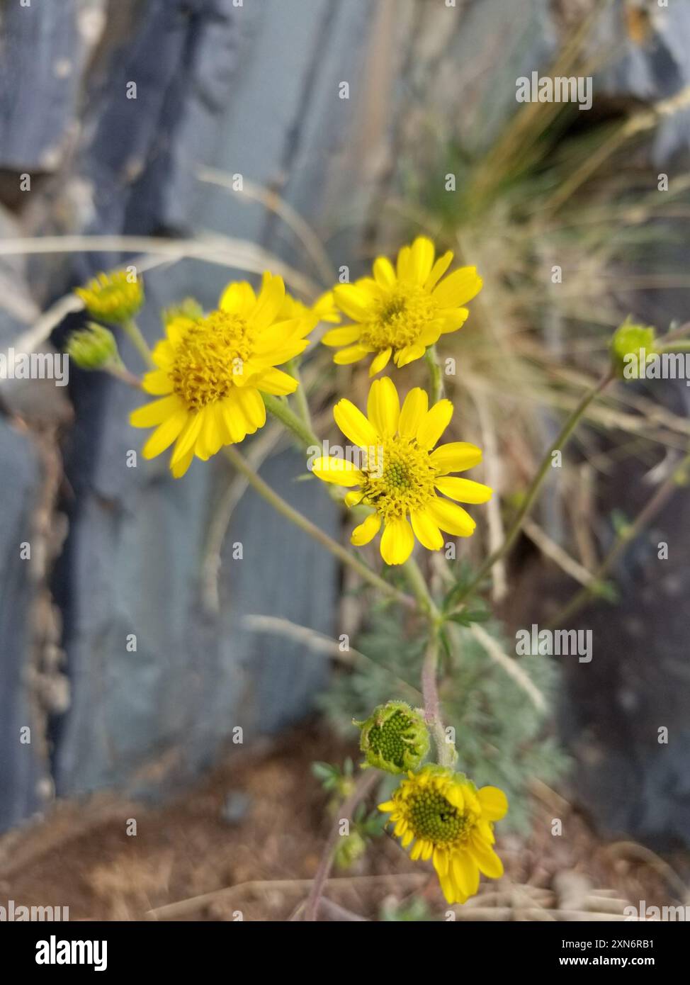 Hymenothrix dissecta hi-res stock photography and images - Alamy