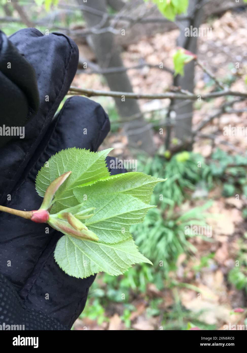 Small-leaved Lime (Tilia cordata) Plantae Stock Photo - Alamy