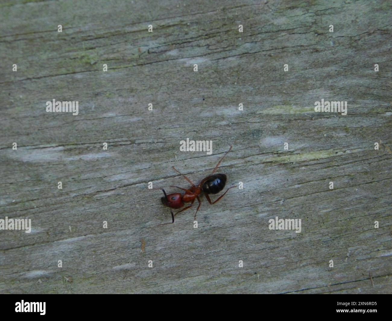 Florida Carpenter Ant (Camponotus floridanus) Insecta Stock Photo - Alamy