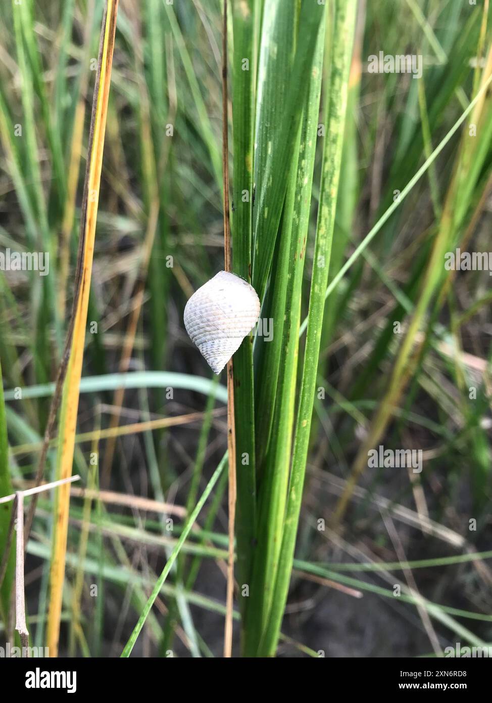 Marsh periwinkle hi-res stock photography and images - Alamy