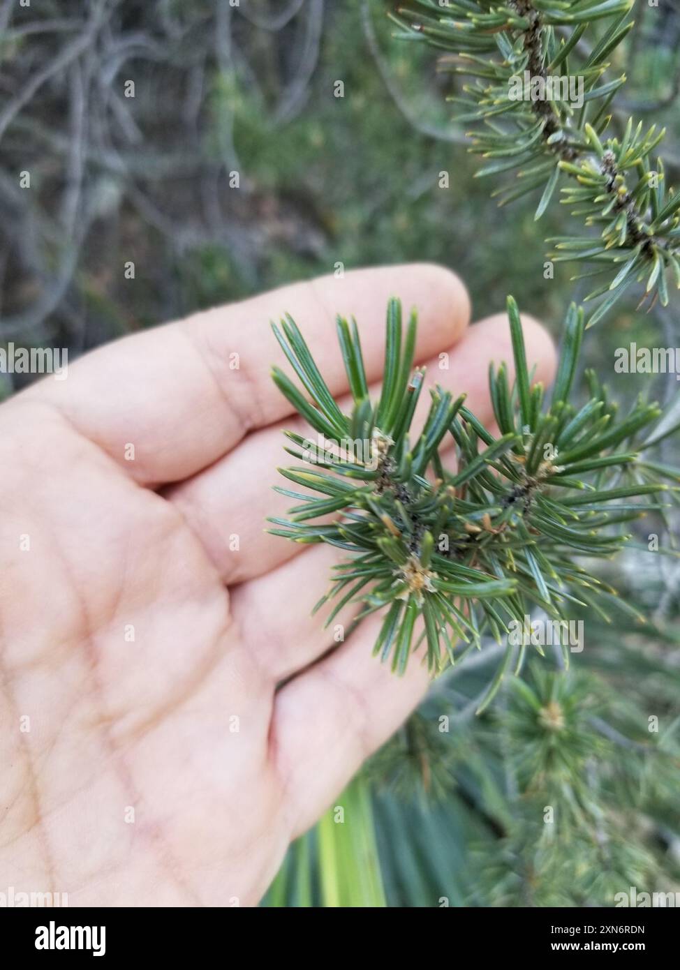 Parry pinyon (Pinus quadrifolia) Plantae Stock Photo - Alamy