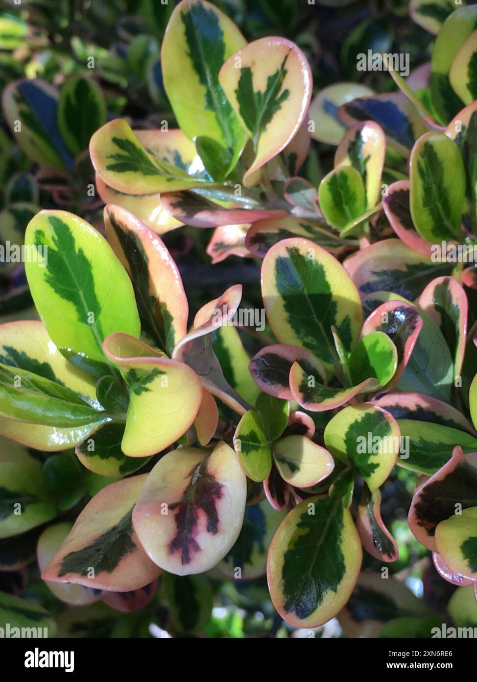 Japanese spindle tree (Euonymus japonicus) Plantae Stock Photo - Alamy