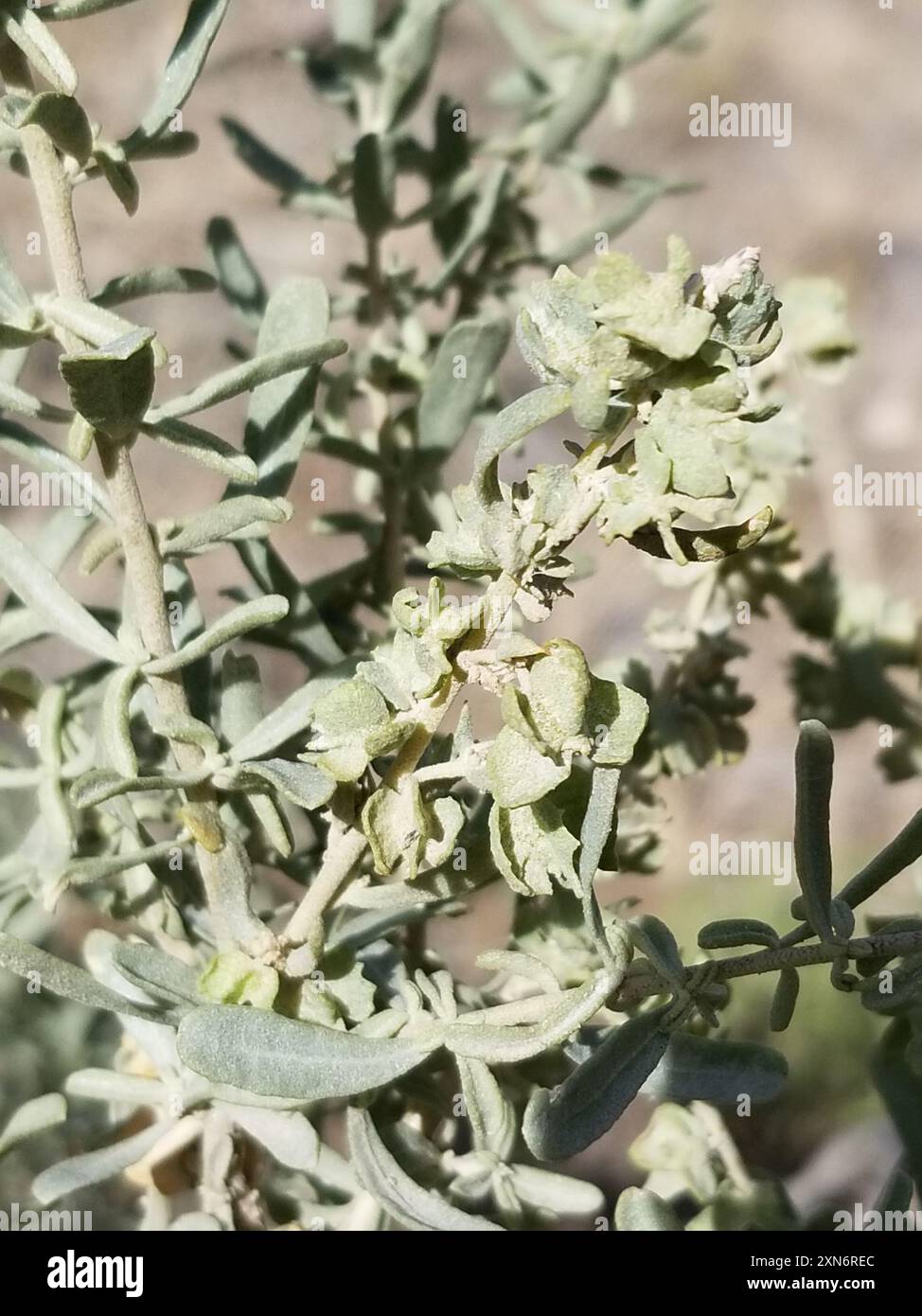 Fourwing Saltbush (Atriplex canescens) Plantae Stock Photo - Alamy
