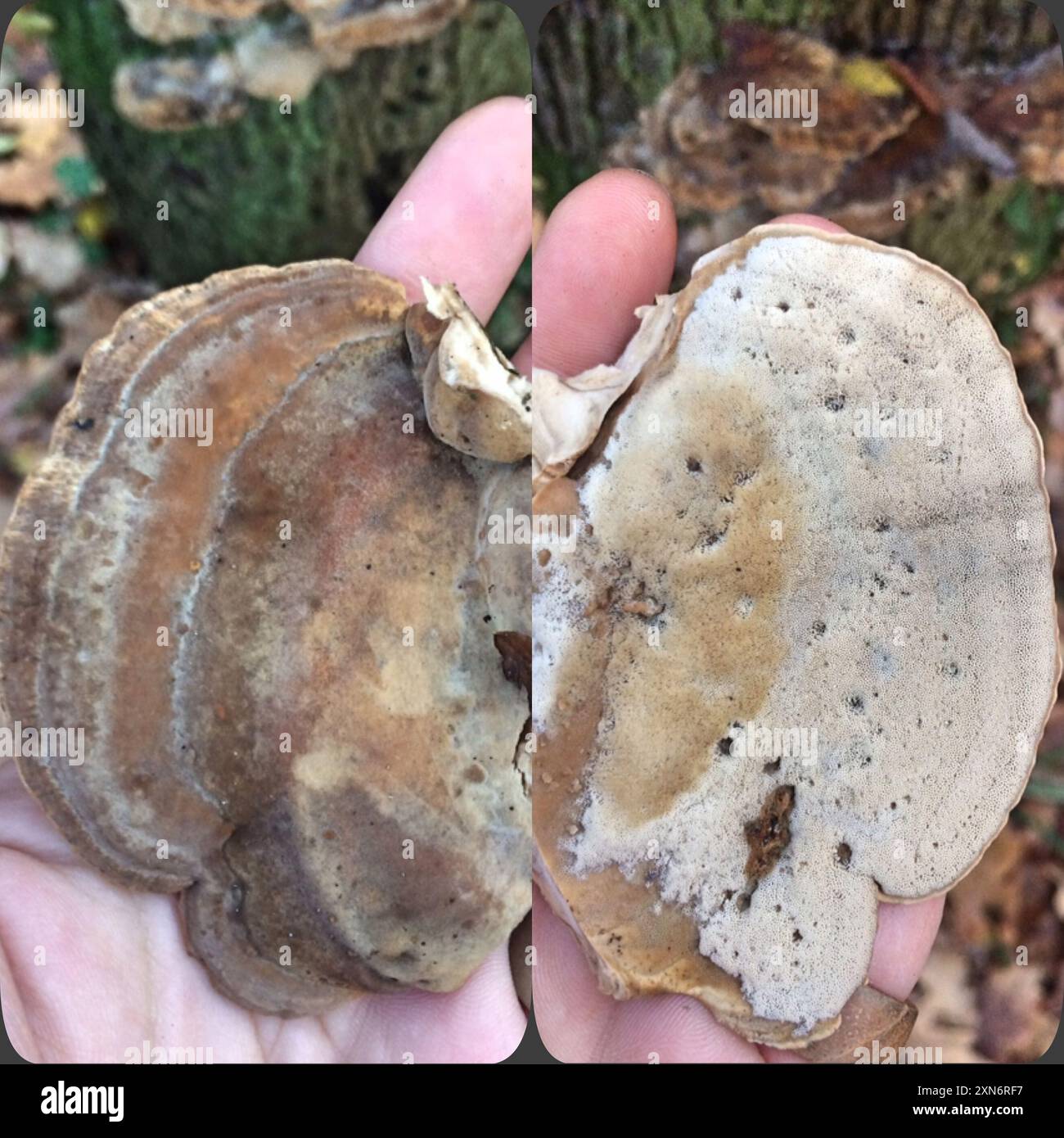 shelf fungi (Polyporales) Fungi Stock Photo - Alamy