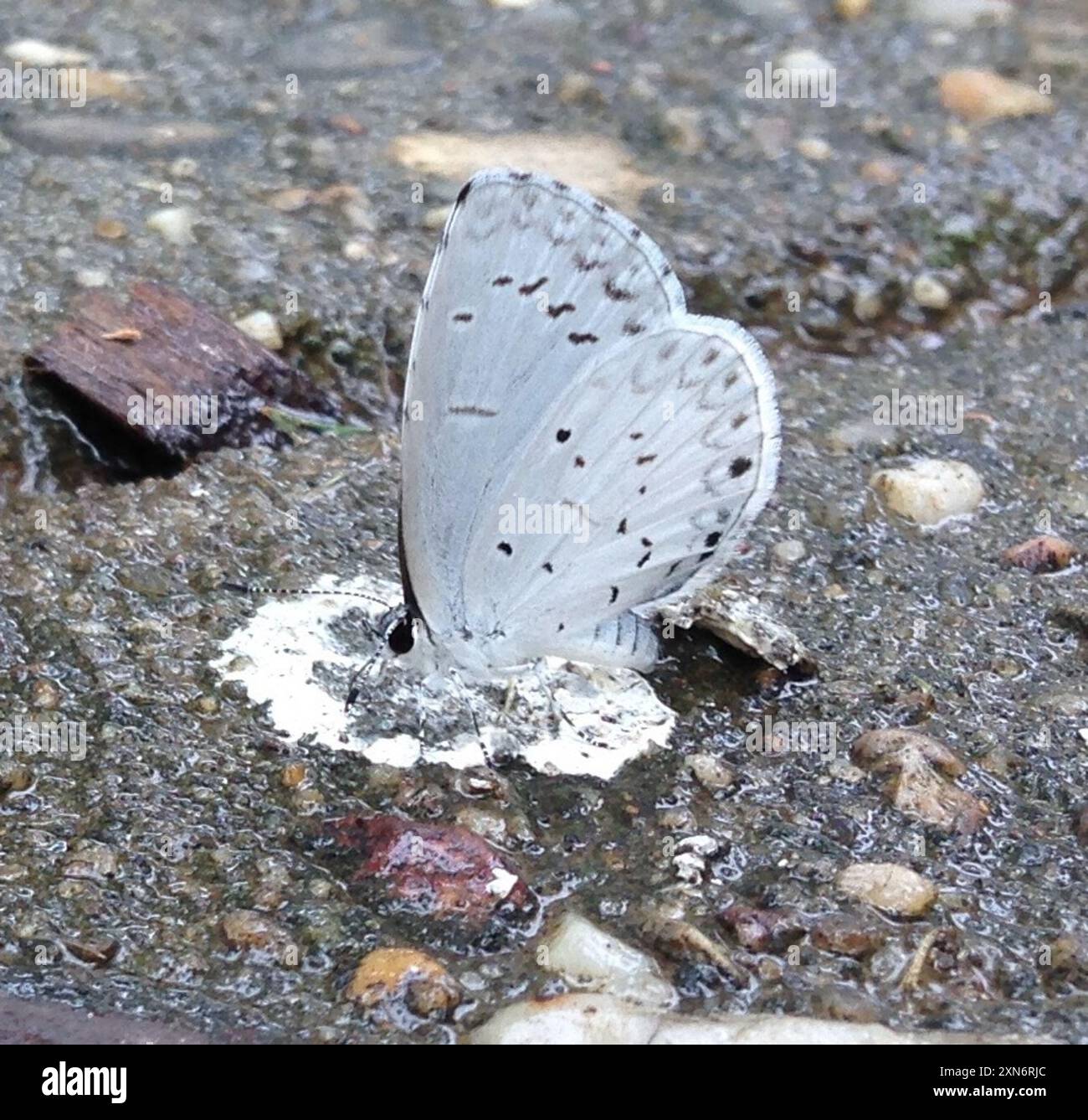 Summer Azure (Celastrina neglecta) Insecta Stock Photo - Alamy