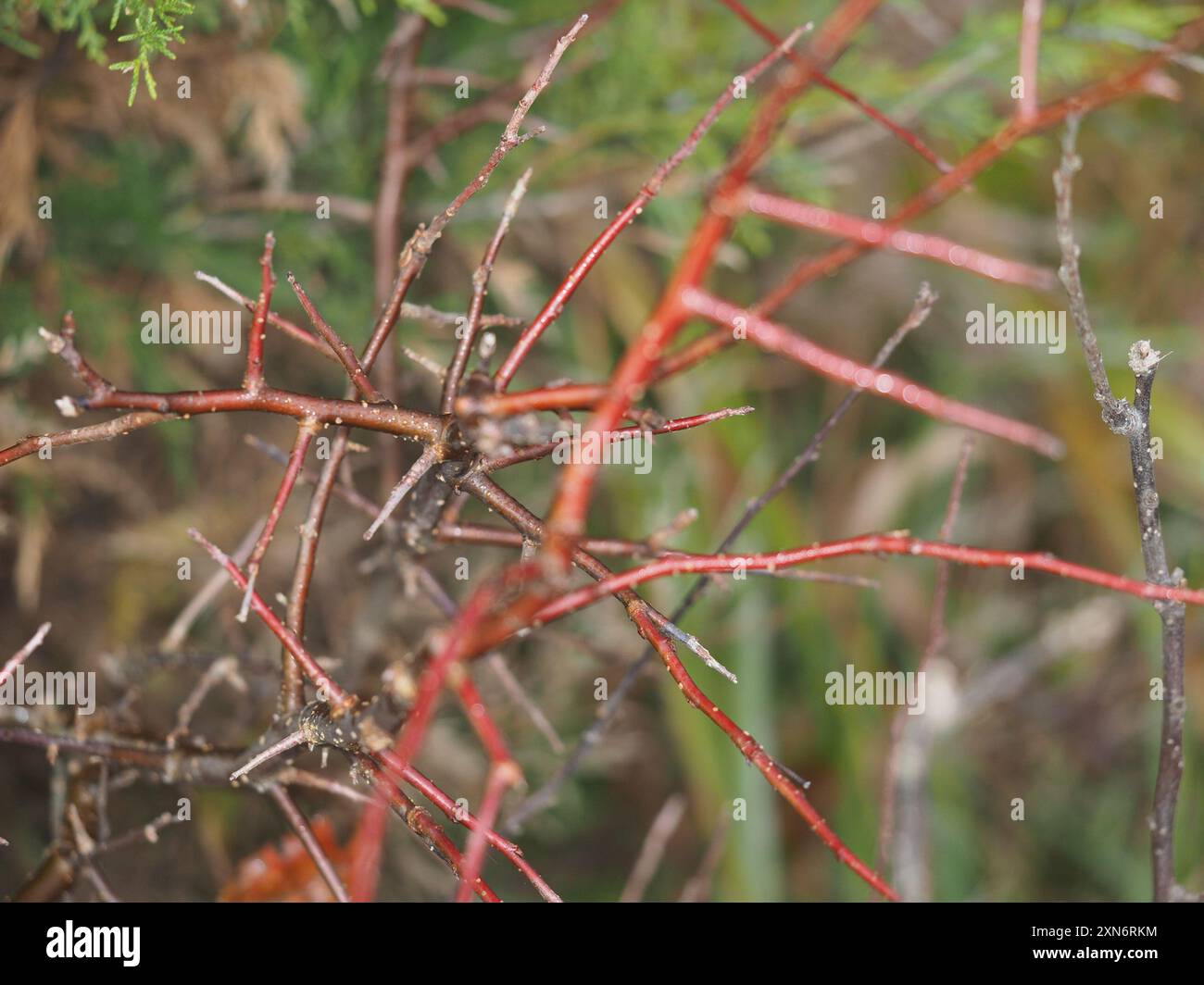 fire cherry (Prunus pensylvanica) Plantae Stock Photo - Alamy
