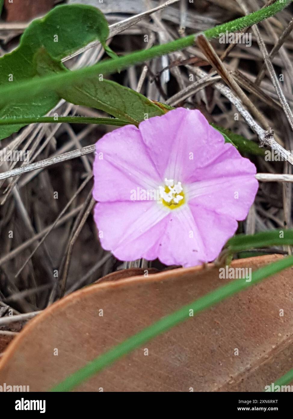Australian Pink Bindweed (Convolvulus erubescens) Plantae Stock Photo ...