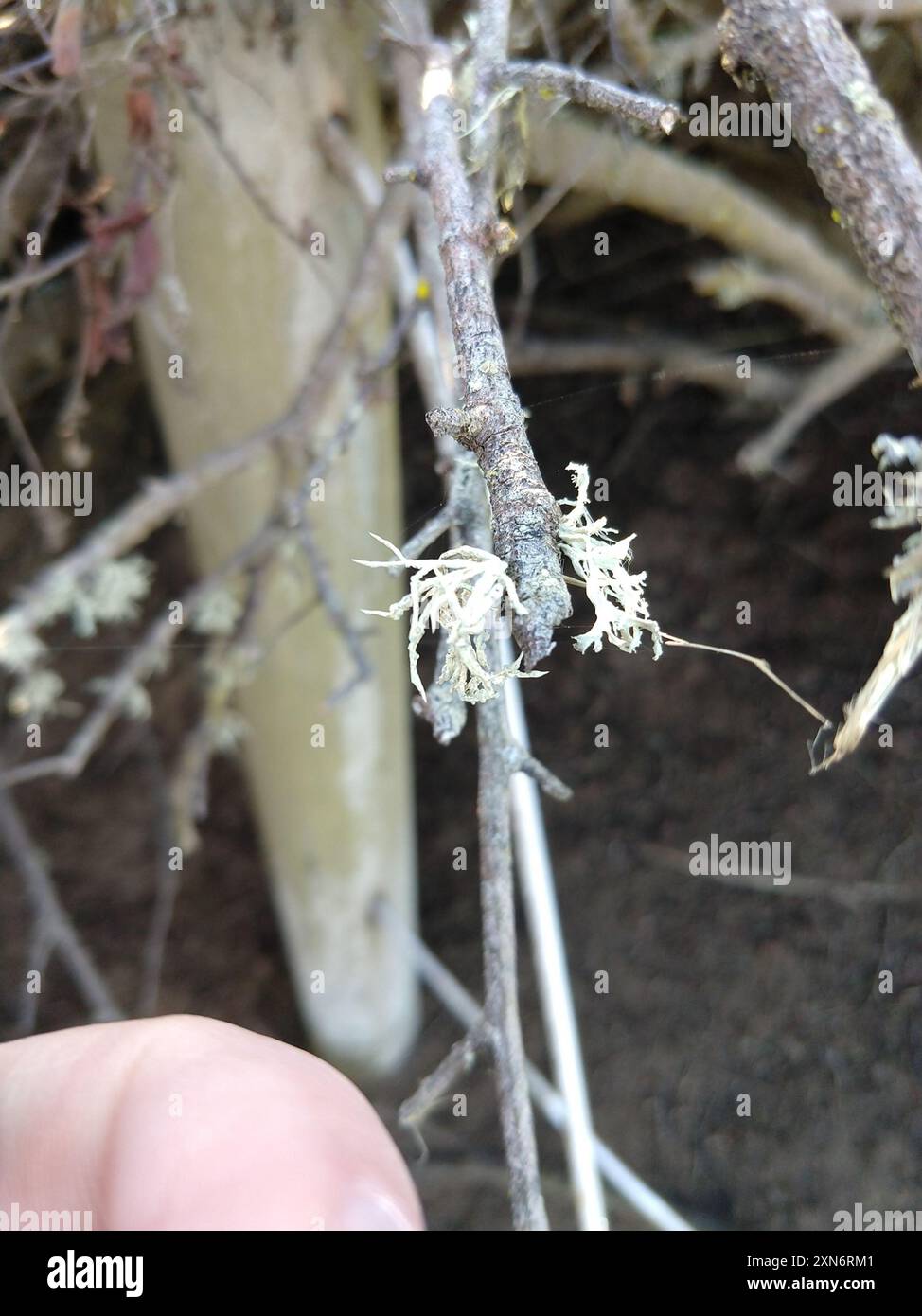 Powdery Sea-Fog Lichen (Niebla cephalota) Fungi Stock Photo - Alamy