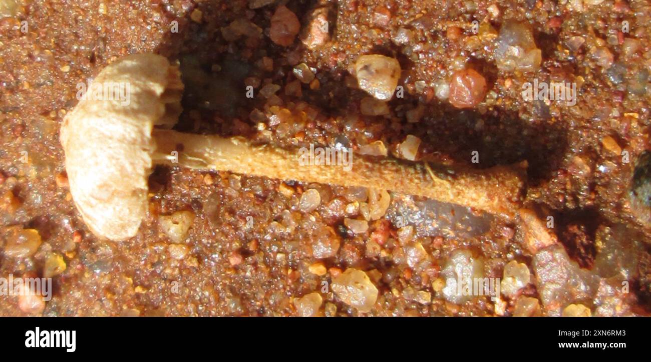 pinwheel family (Marasmiaceae) Fungi Stock Photo - Alamy