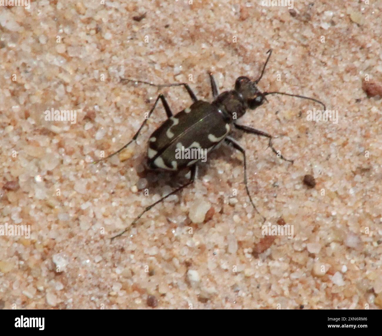 Bronzed Tiger Beetle (Cicindela repanda) Insecta Stock Photo - Alamy