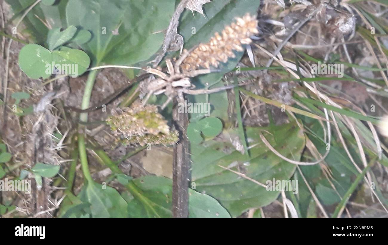 Fox Spiders (Alopecosa) Arachnida Stock Photo - Alamy