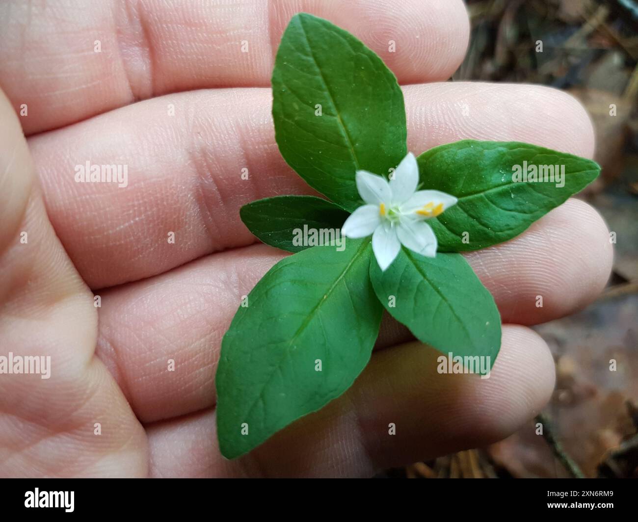 Arctic Starflower (Lysimachia europaea) Plantae Stock Photo - Alamy
