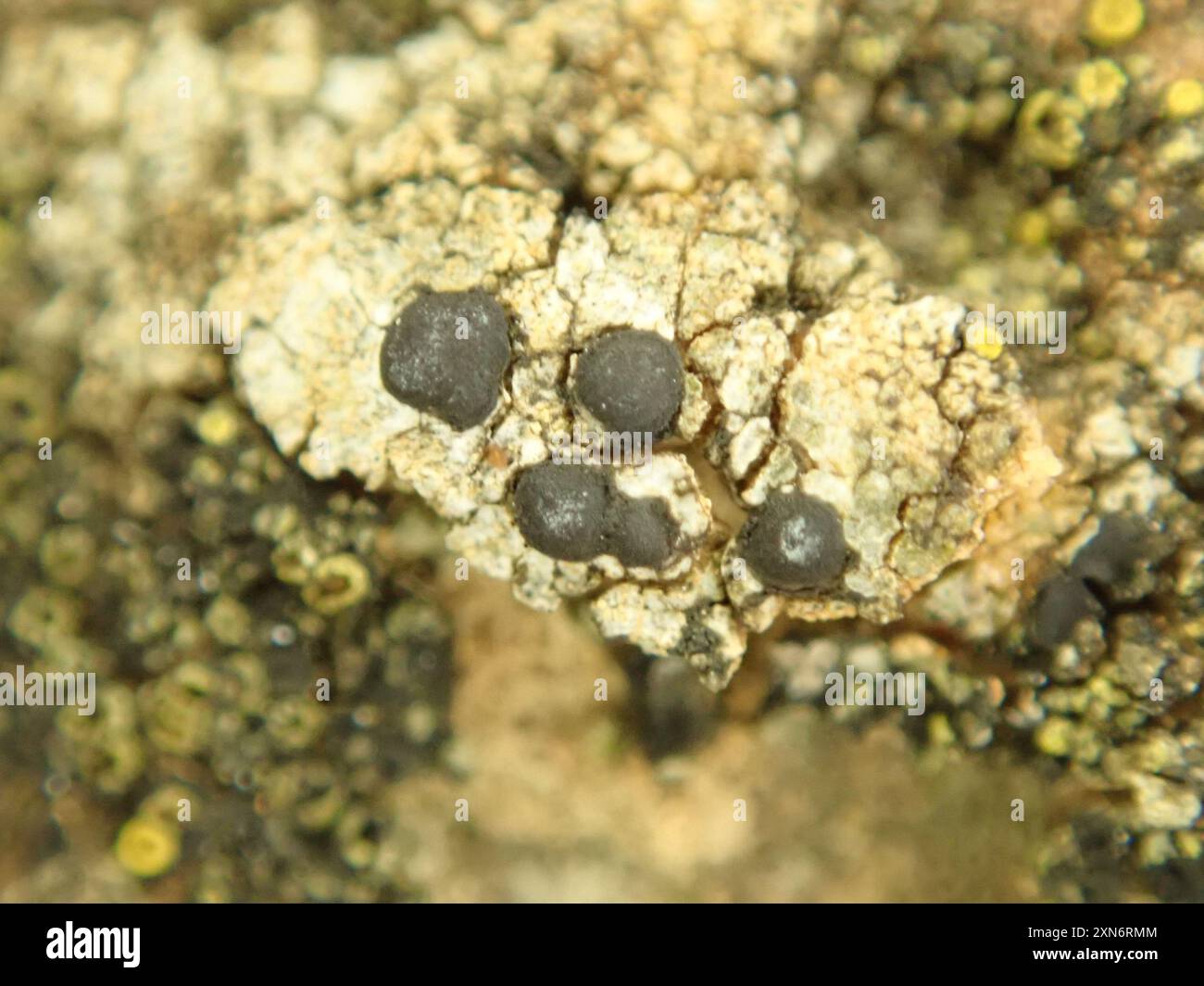 Frosted Grain-spored Lichen (Sarcogyne regularis) Fungi Stock Photo - Alamy