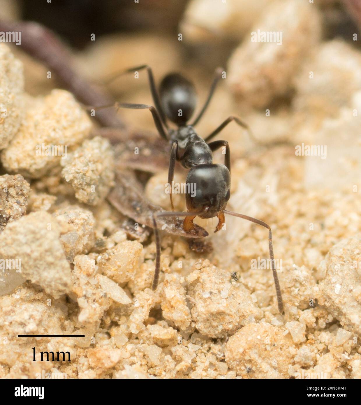 Argentine Ant (Linepithema humile) Insecta Stock Photo - Alamy