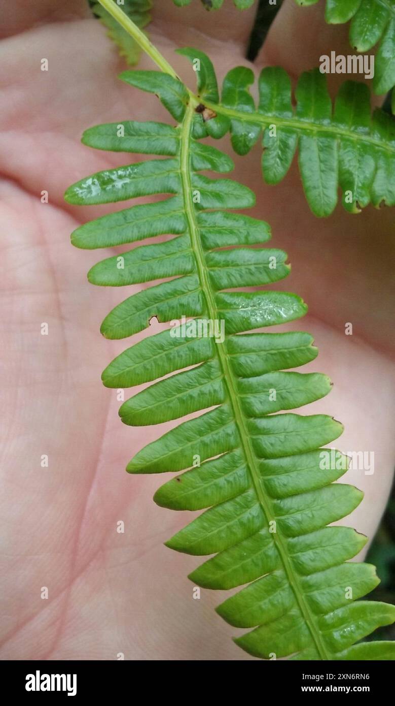 Comb Forkedfern (Gleichenella pectinata) Plantae Stock Photo - Alamy