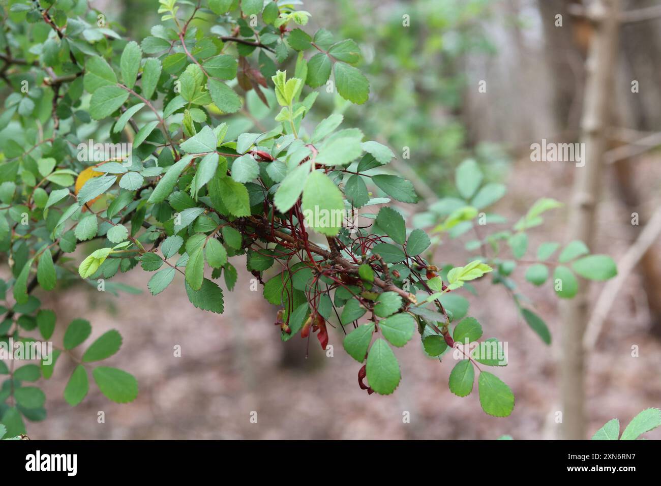 multiflora rose (Rosa multiflora) Plantae Stock Photo - Alamy