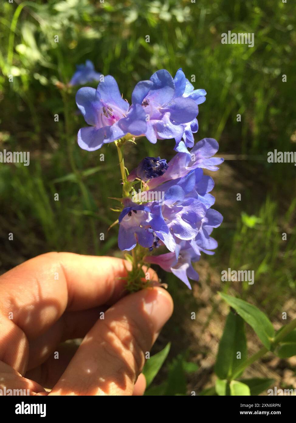 Wasatch penstemon hi-res stock photography and images - Alamy