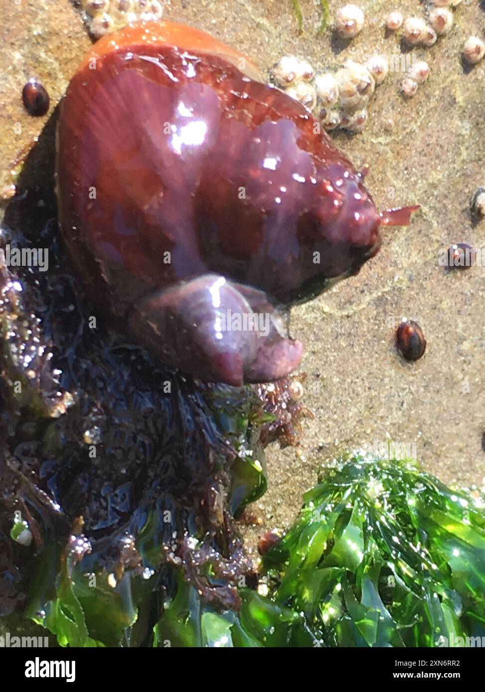 Hooked Slippersnail (Crepidula adunca) Mollusca Stock Photo - Alamy