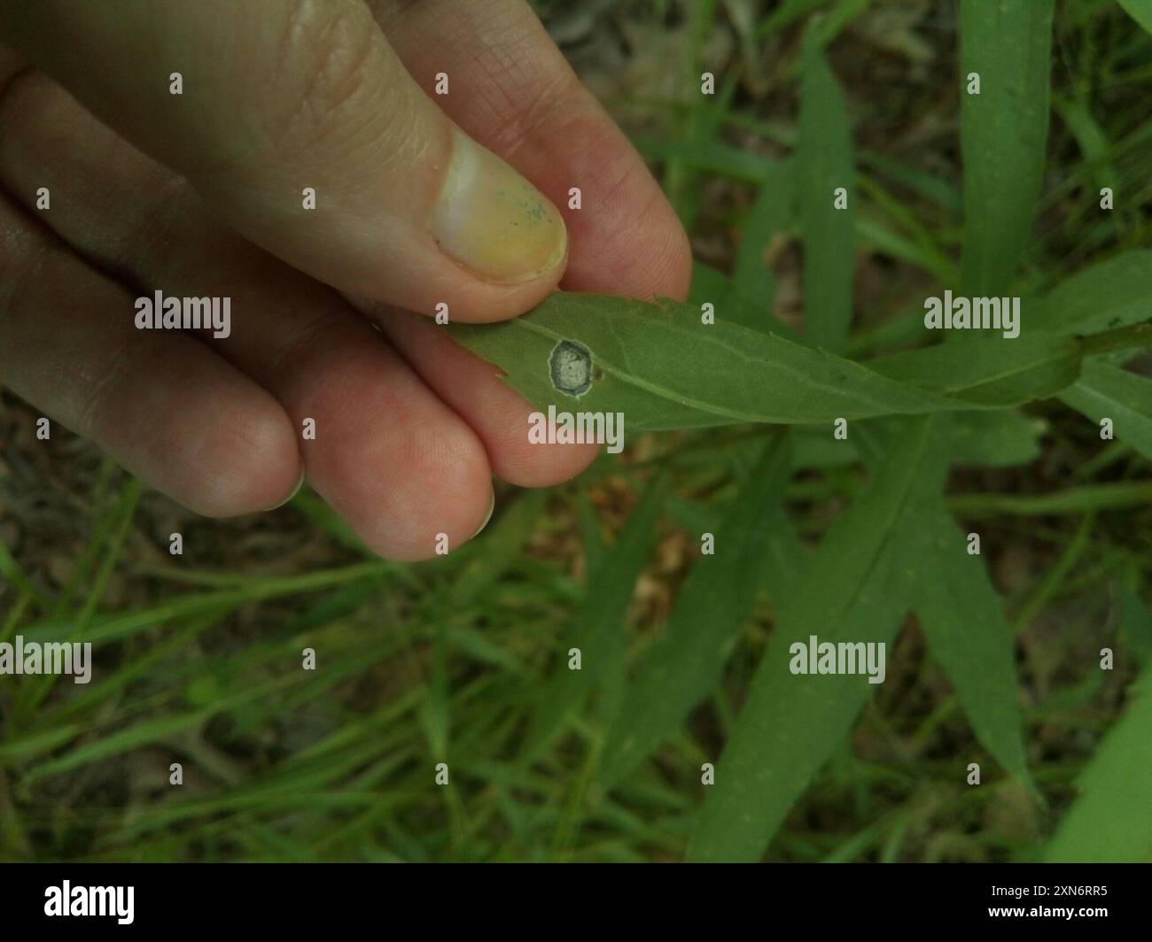 Carbonifera goldenrod gall midge (Asteromyia carbonifera) Insecta Stock ...