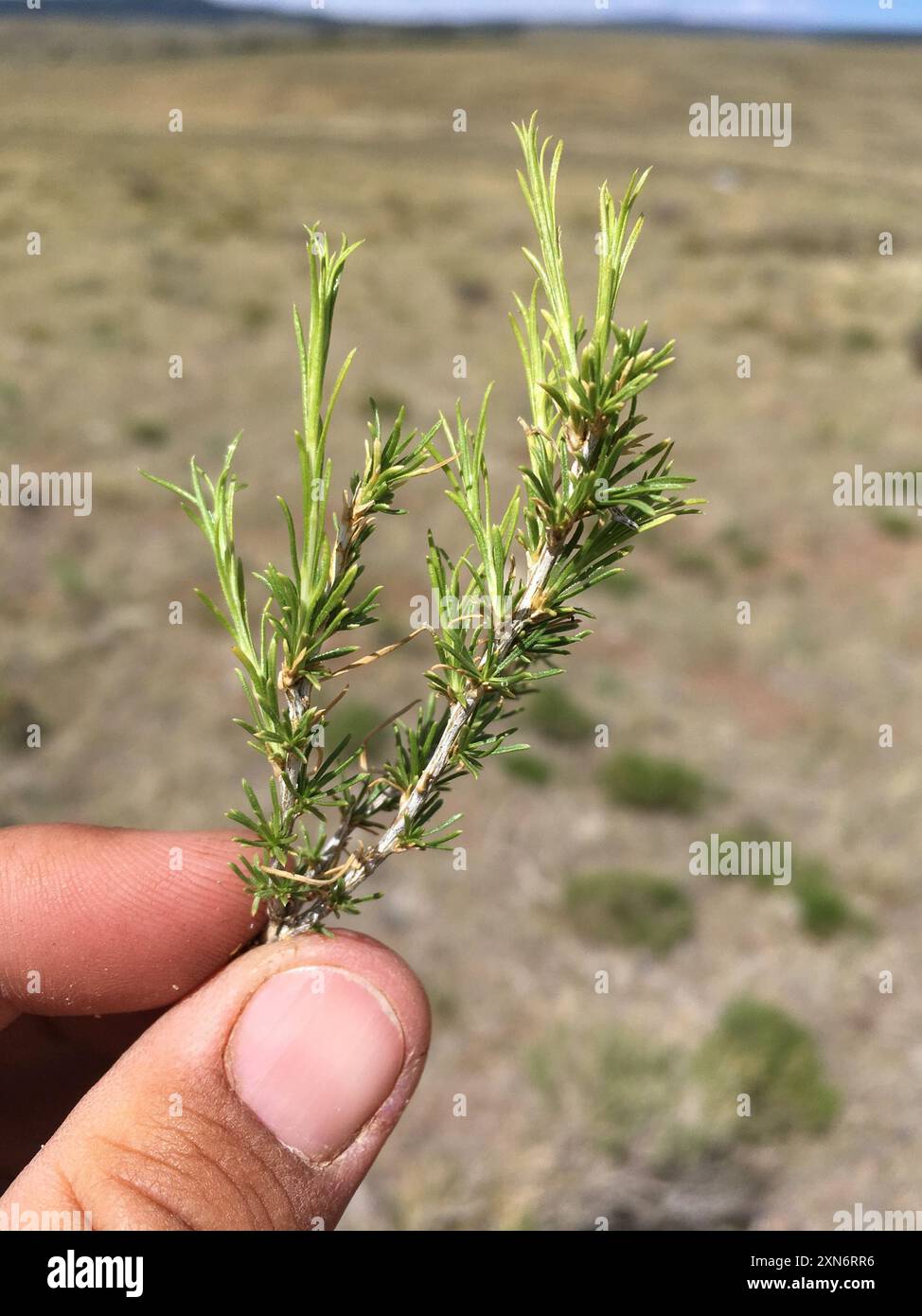 Greene's Rabbitbrush (Chrysothamnus greenei) Plantae Stock Photo - Alamy