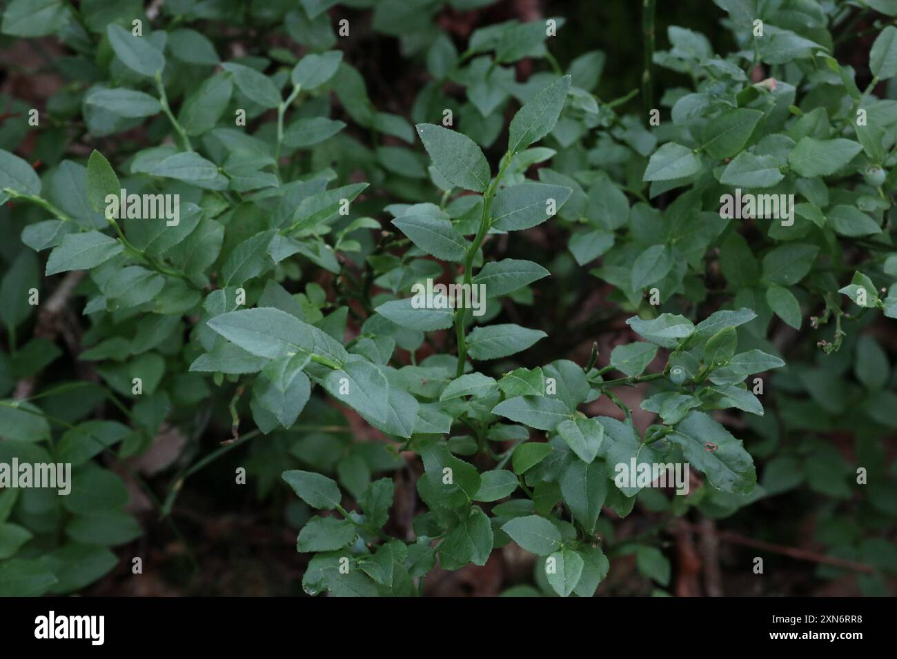 common bilberry (Vaccinium myrtillus) Plantae Stock Photo - Alamy