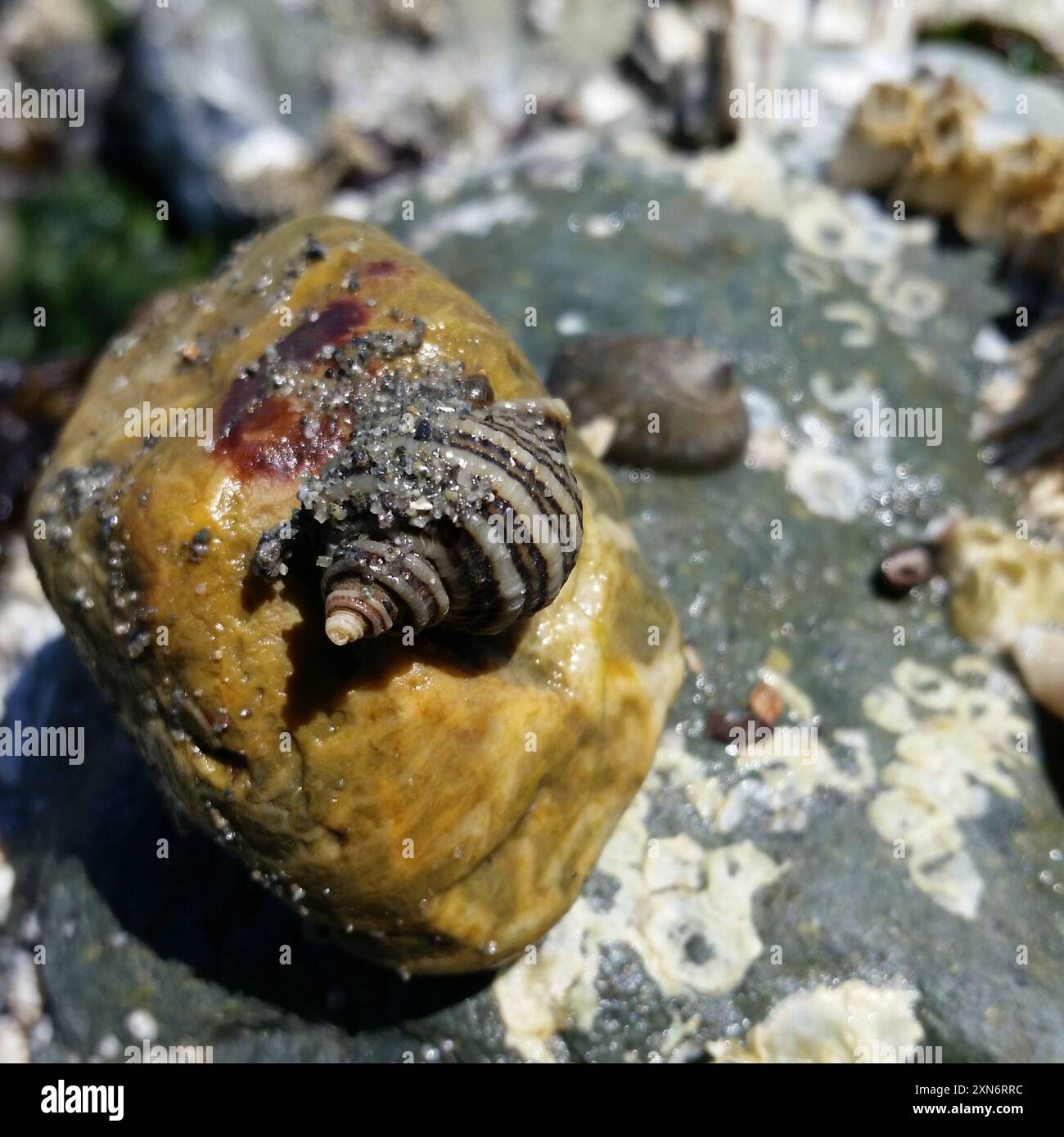 Striped Dogwinkle (Nucella ostrina) Mollusca Stock Photo - Alamy