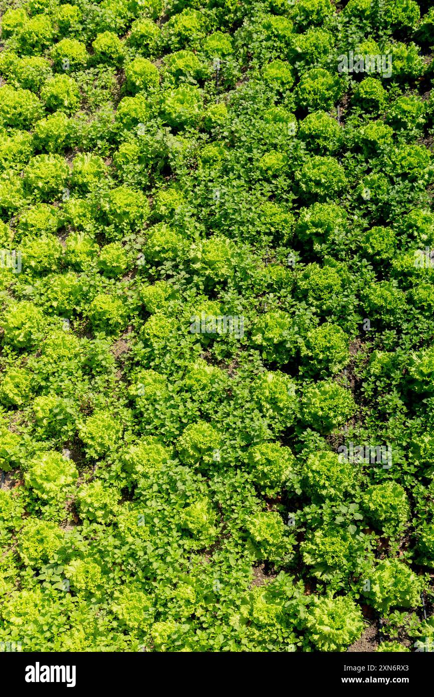Growing sprouted agricultural crops in spring field Stock Photo - Alamy