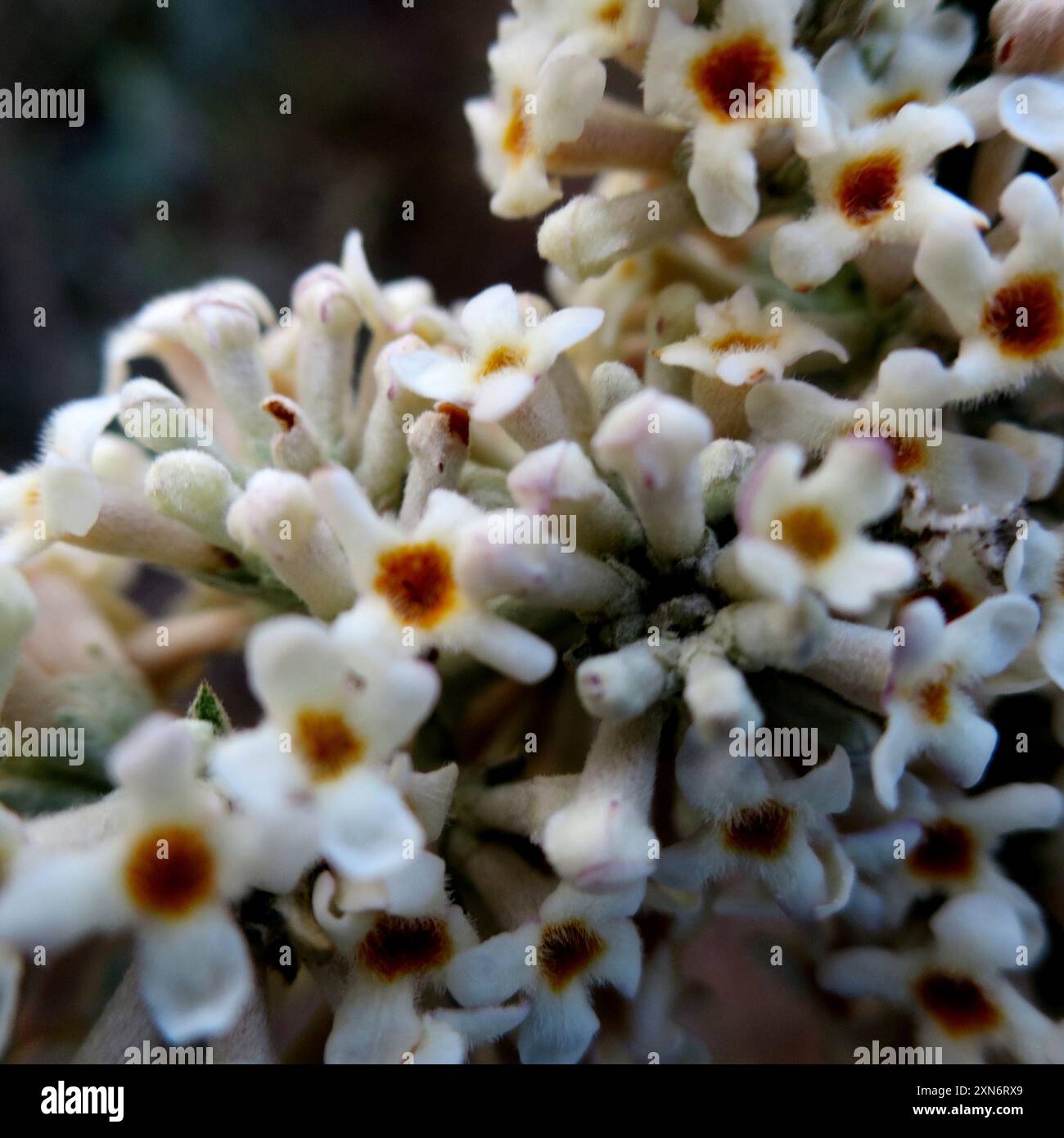 Sagewood (Buddleja salviifolia) Plantae Stock Photo - Alamy